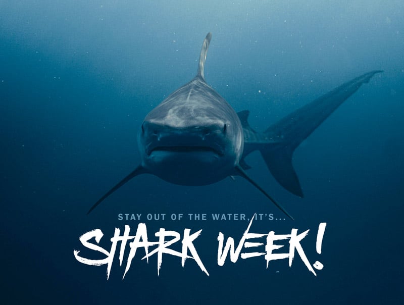 Note Card - Stay Out of the Water, It's Shark Week | Markful